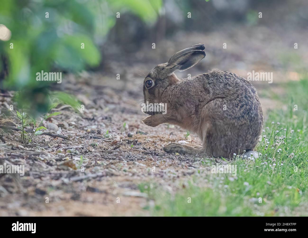 Brown hare lepus europaeus washing hi-res stock photography and images ...