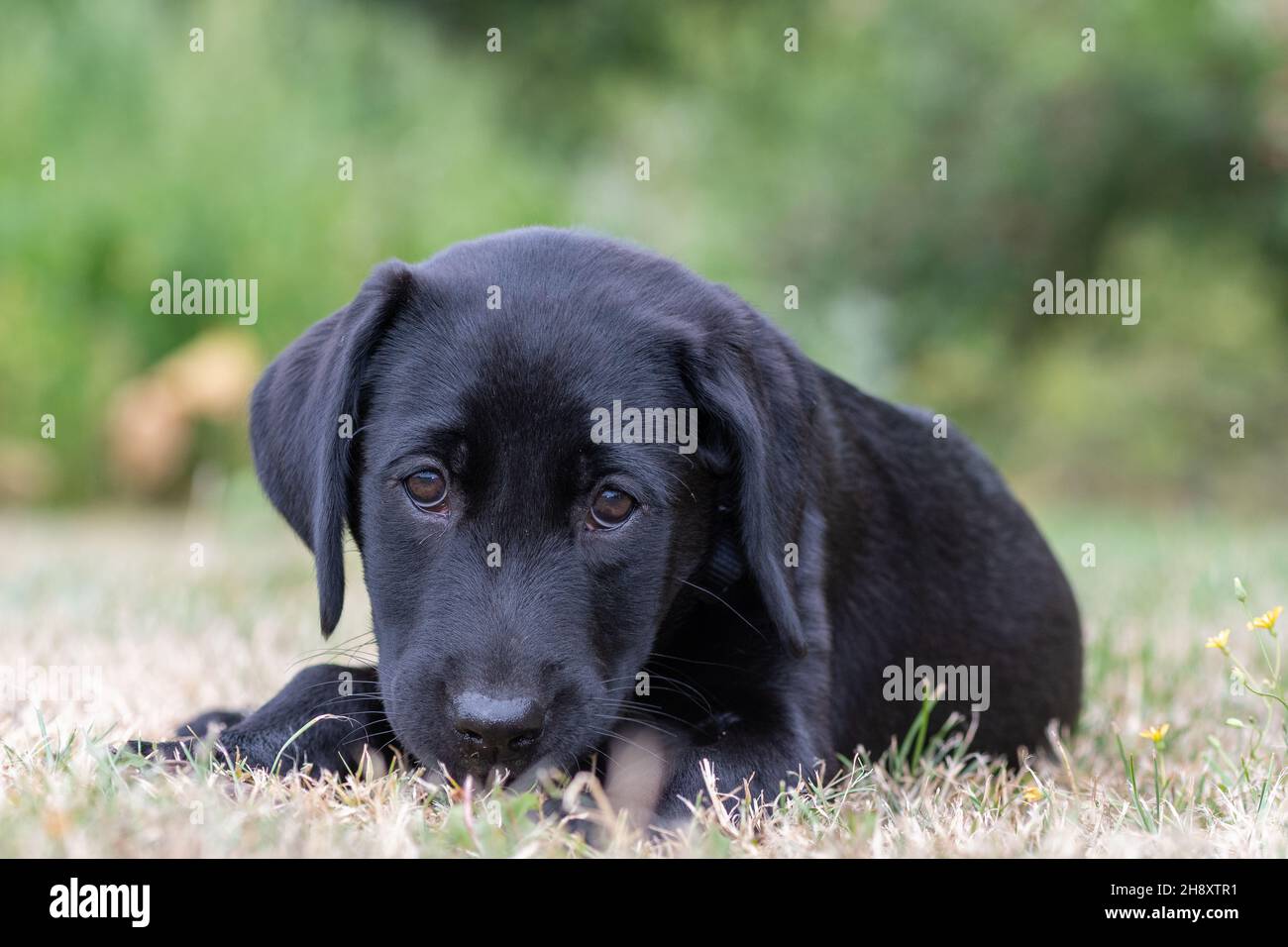 Portrait of an 11 week old black Labrador relaxing on the grass Stock ...