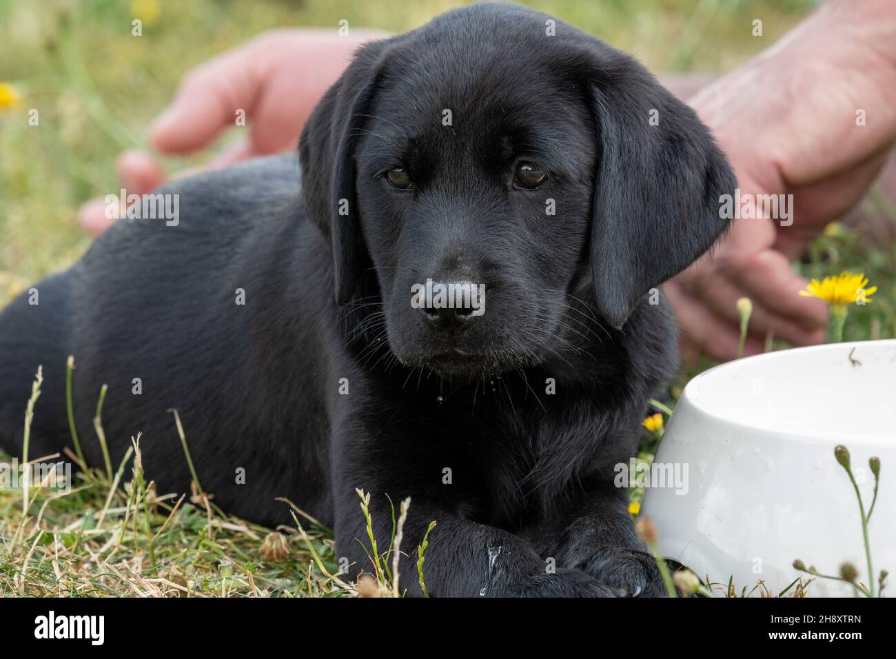 Cute portrait of an 8 week old black Labrador puppy sitting on the ...