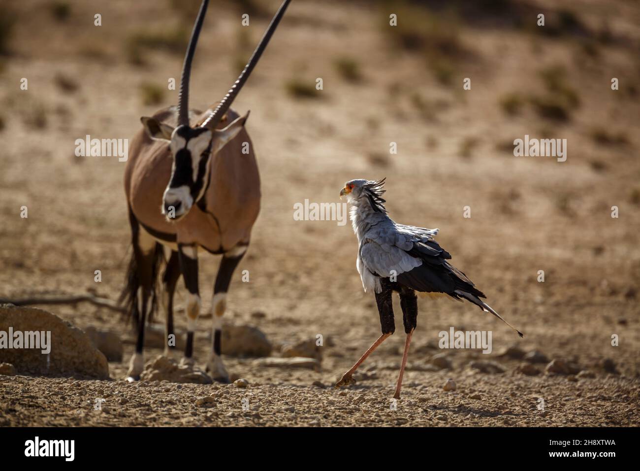 Secretary bird with oryx in background in Kgalagadi transfrontier park ...
