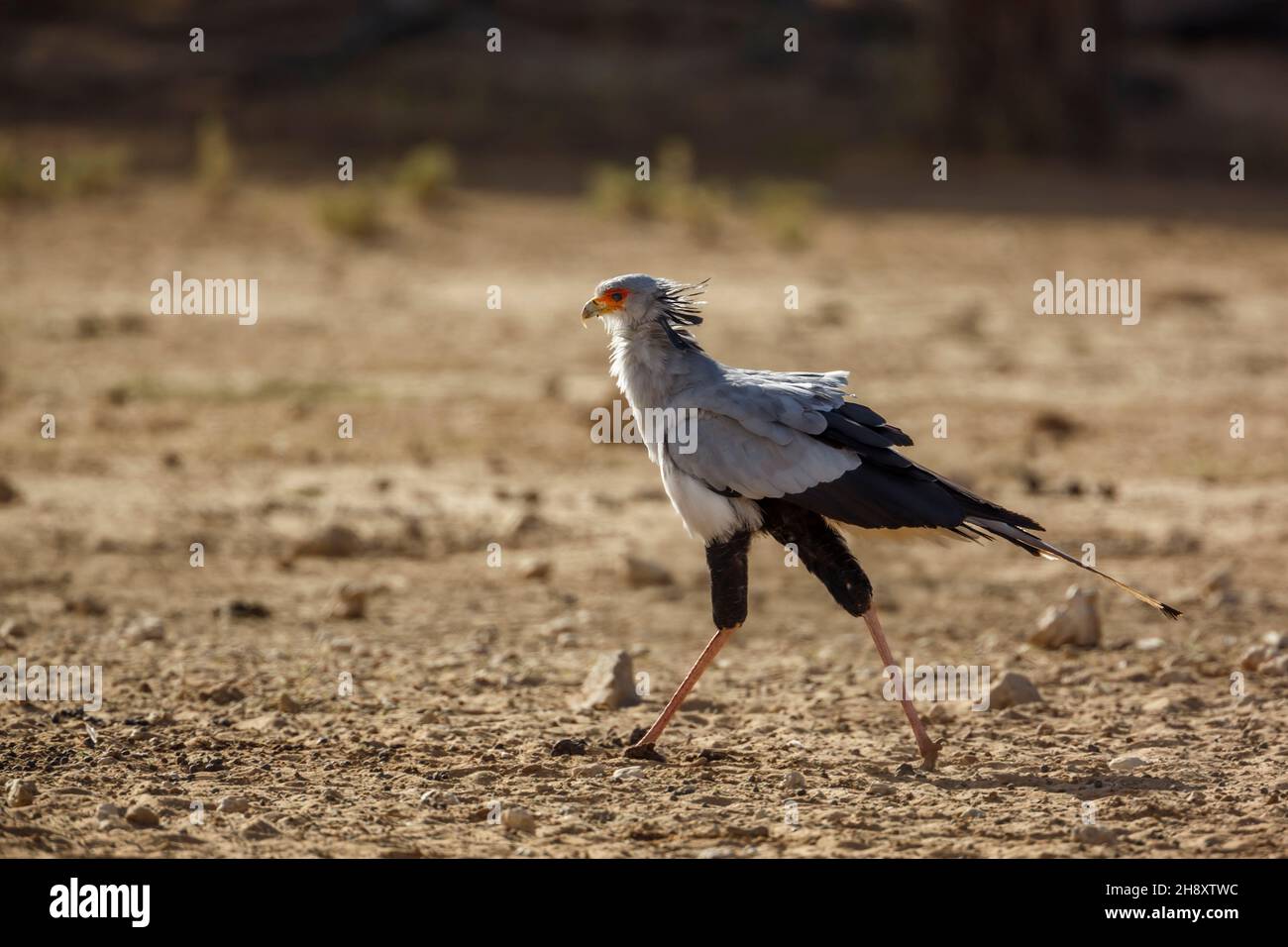Secretary bird walking in dry land habitat in Kgalagadi transfrontier ...