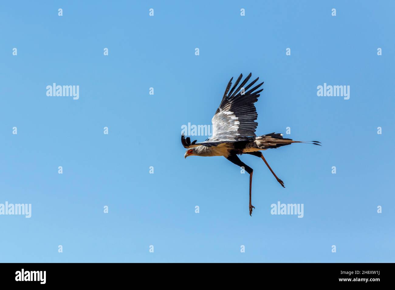 Secretary bird flying isolated in blue sky in Kgalagadi transfrontier ...