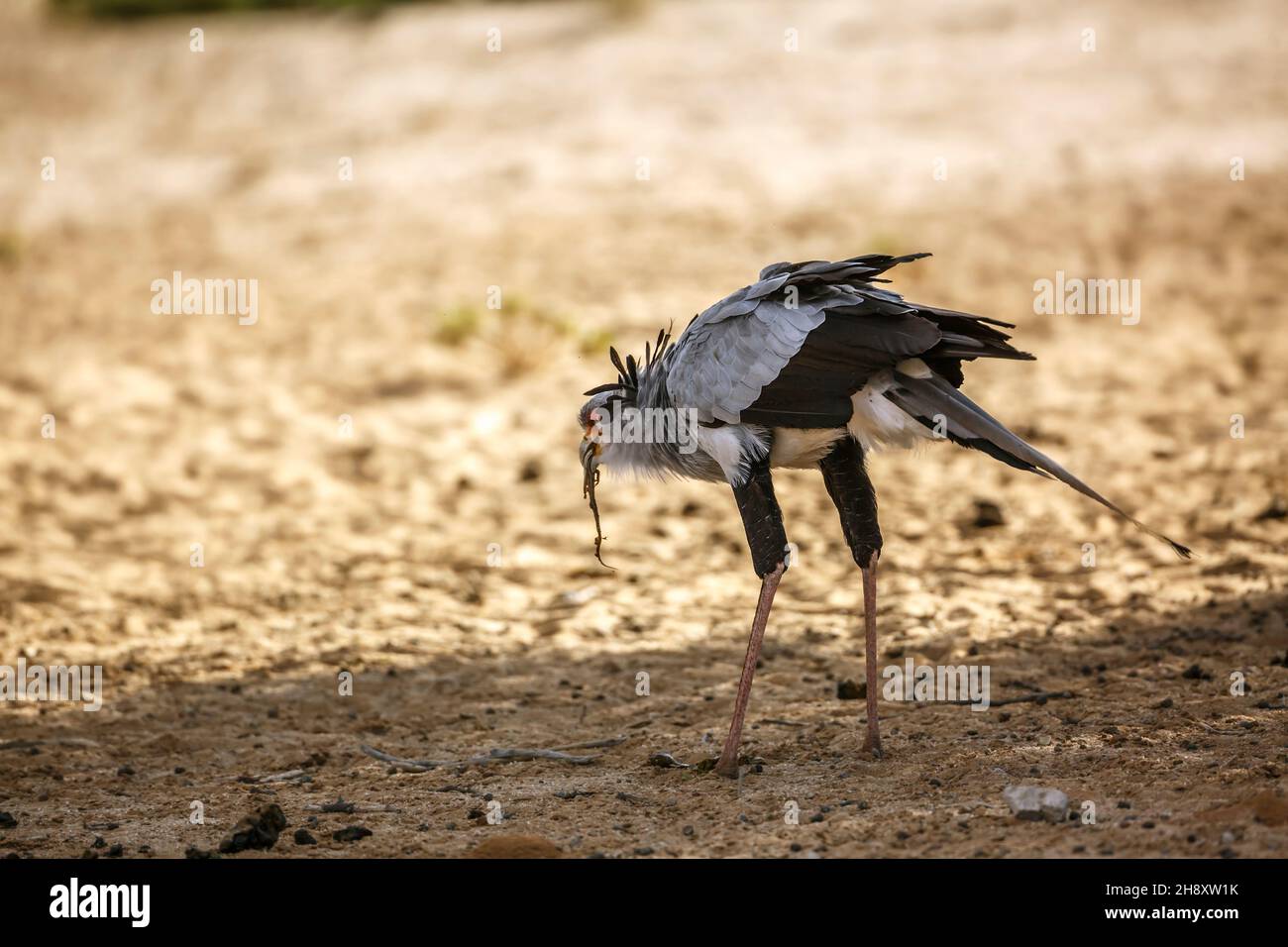 Secretary bird eating hi-res stock photography and images - Alamy