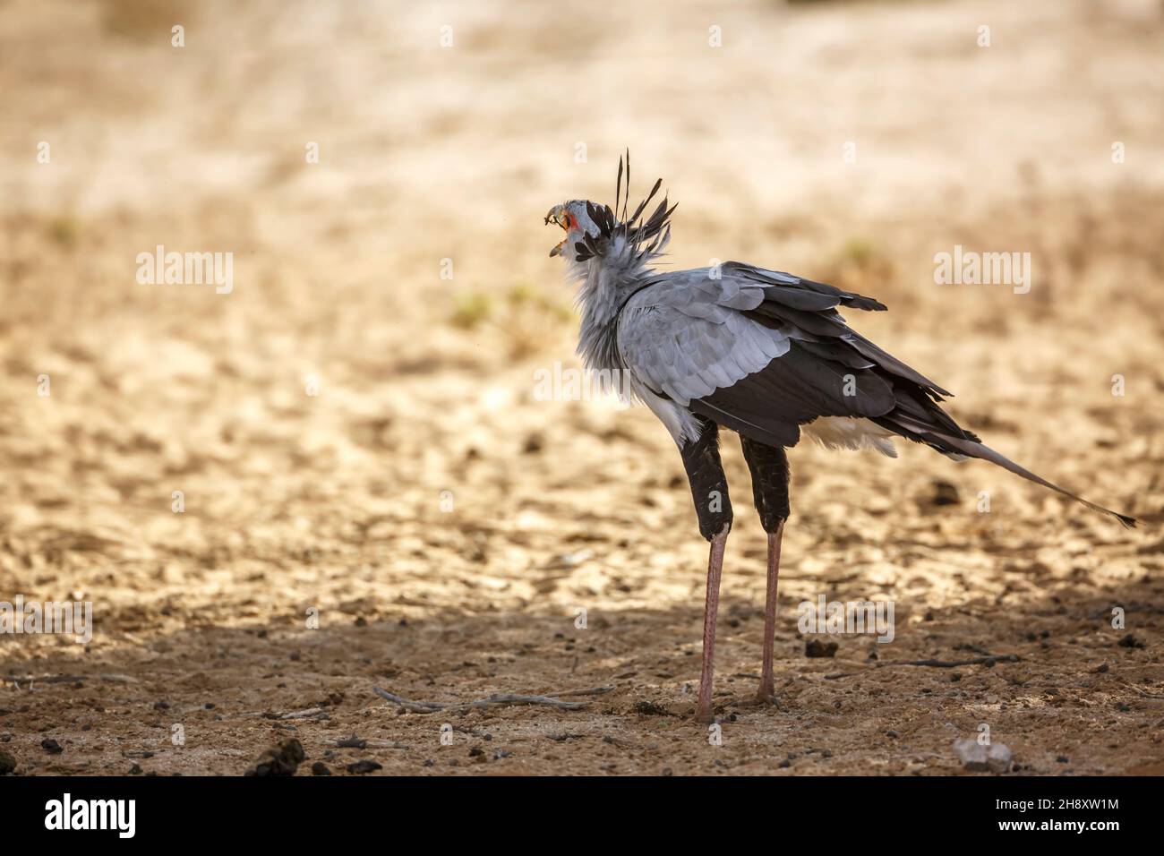 Secretary bird eating a lizard in Kgalagadi transfrontier park, South ...