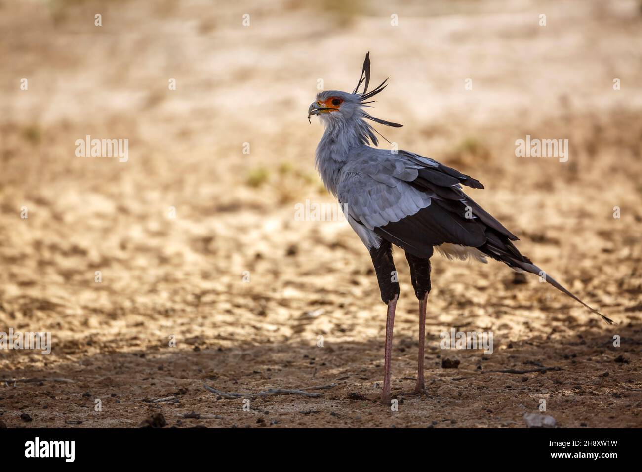 Secretary bird in Kgalagadi transfrontier park, South Africa; specie ...