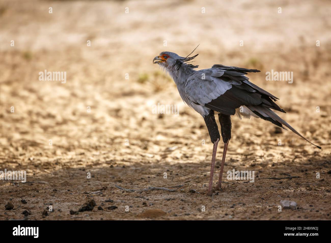 Secretary bird eating a lizard in Kgalagadi transfrontier park, South ...