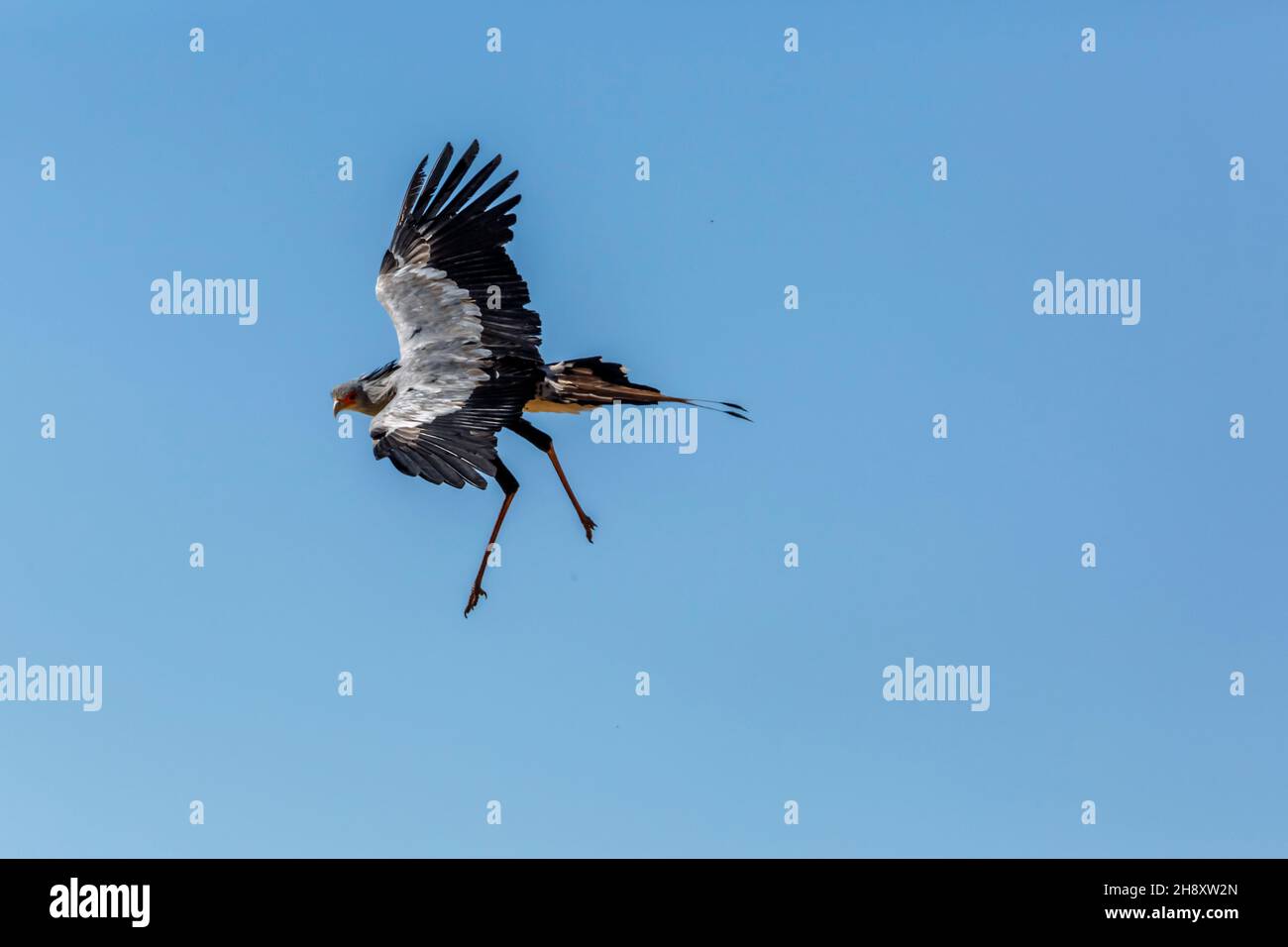 Secretary bird flying isolated in blue sky in Kgalagadi transfrontier ...