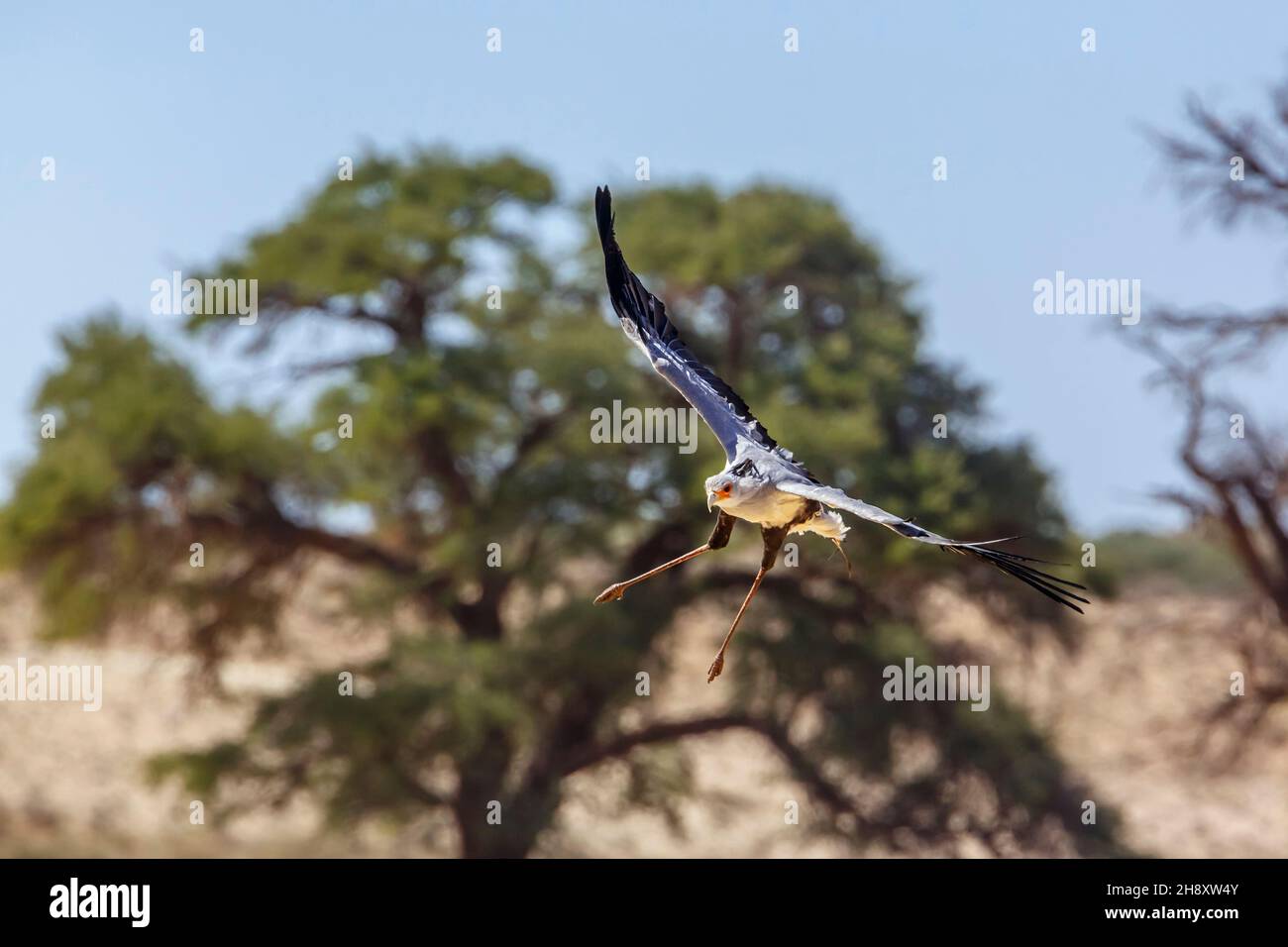 Secretary bird landing in front view in Kgalagadi transfrontier park ...