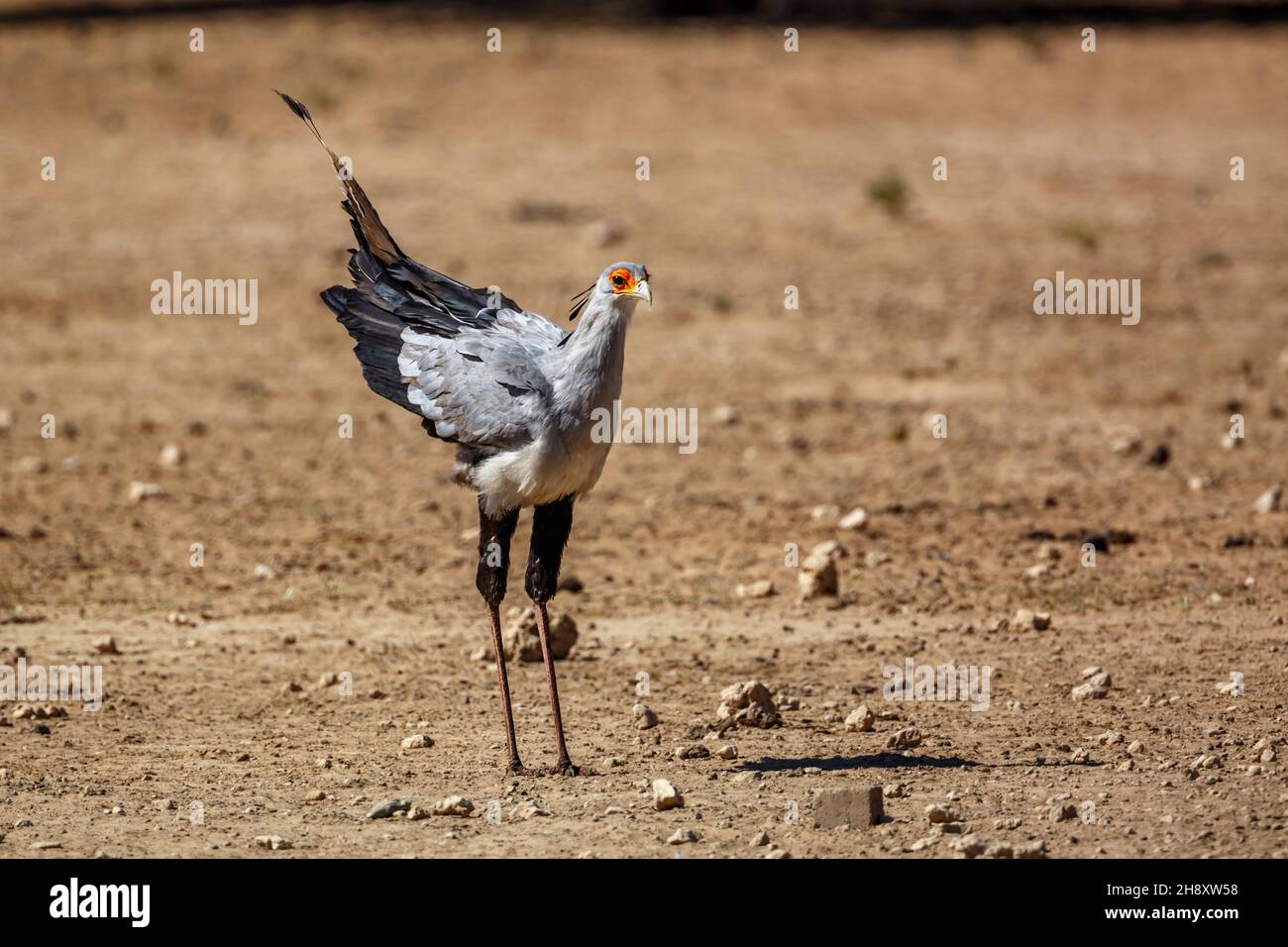 Secretary bird droping with tail up in Kgalagadi transfrontier park ...