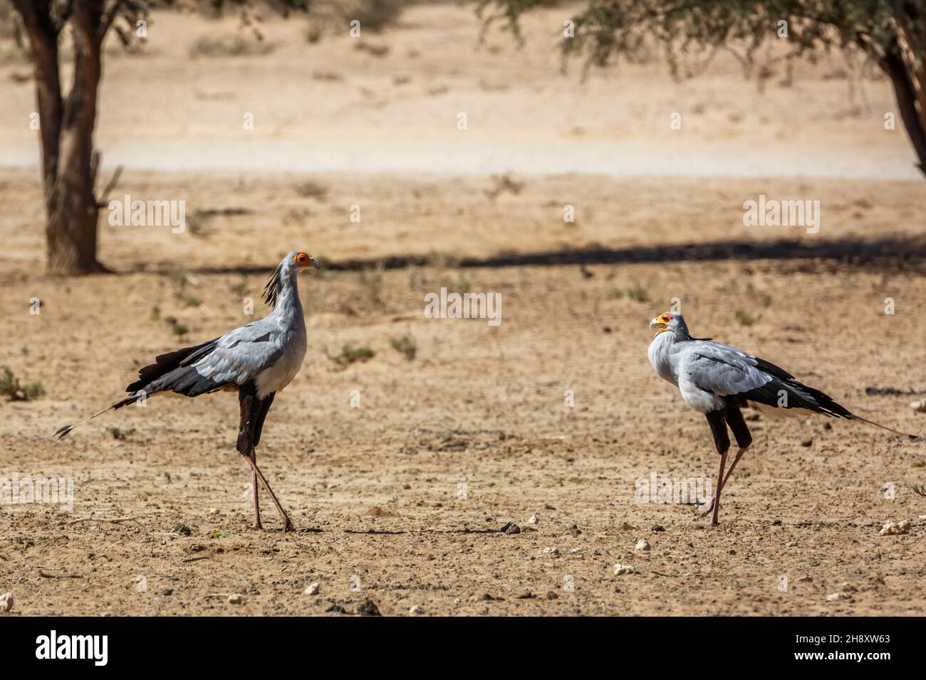 Two Secretary bird dry land habitat in Kgalagadi transfrontier park ...