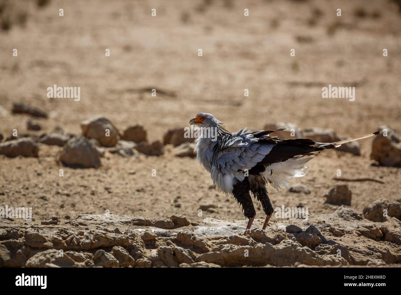 Secretary bird drinking at waterhole in Kgalagadi transfrontier park ...
