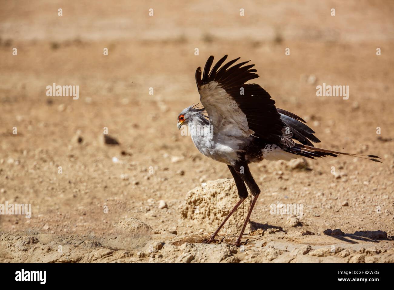 Secretary bird spread wings in Kgalagadi transfrontier park, South ...