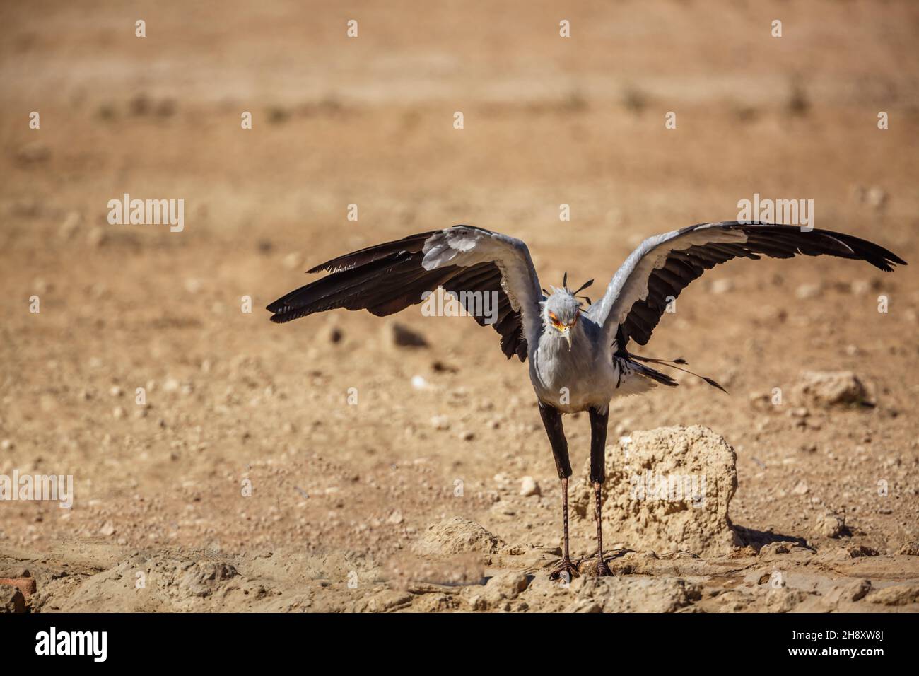 South africa secretary bird hi-res stock photography and images - Alamy