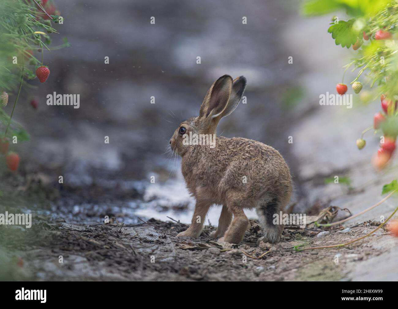 A cute little Brown Hare Leveret who has made his way into the farmers ...