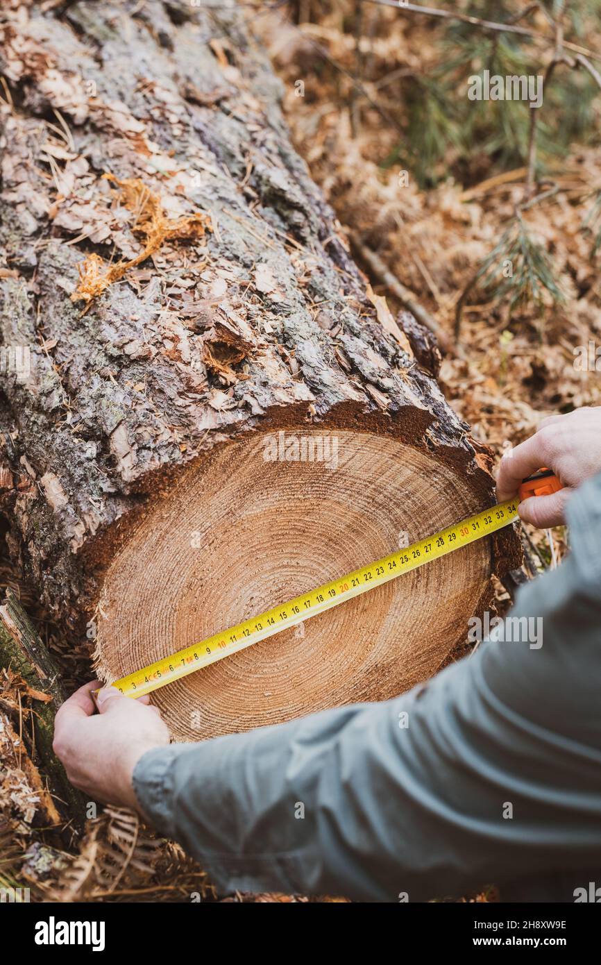 Measuring a felled tree in the forest. The concept of deforestation ...