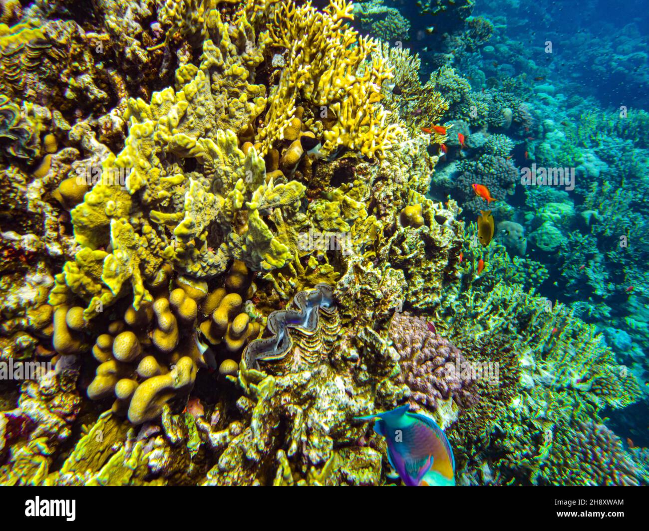 red sea corals closeup sharm el sheikh Stock Photo - Alamy