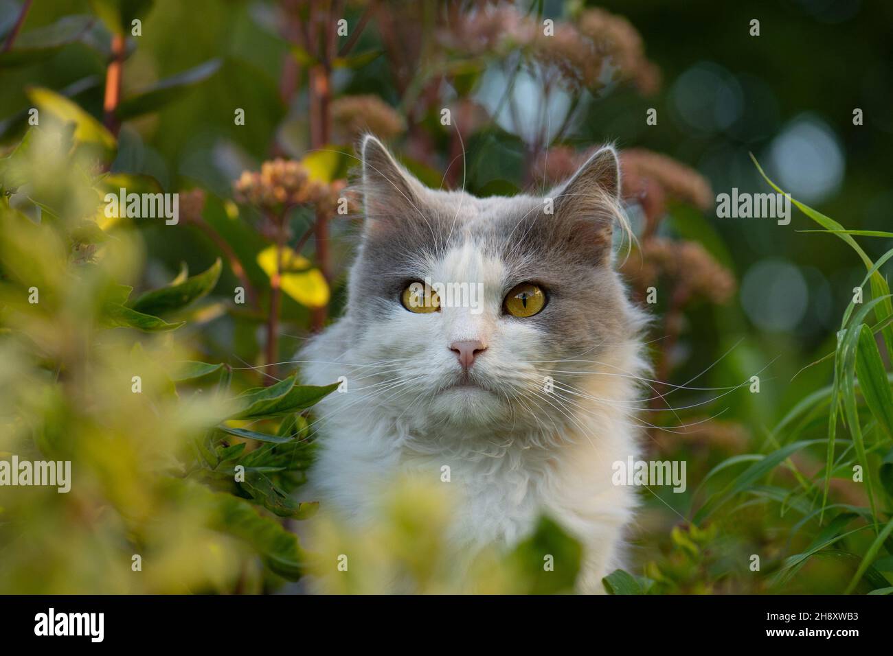 Emotional pet having fun outdoor. Pet happiness concept. Crop of trendy ...