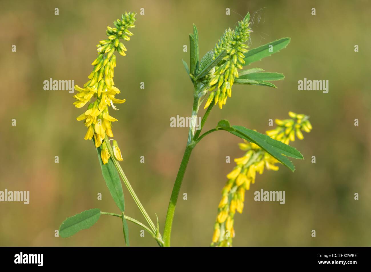 Close up of sweet yellow clover (melilotus officinalis) flowers in ...