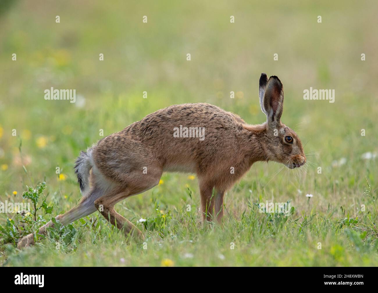 A wild Brown Hare doing a bit of yoga and having a good old stretch. It ...