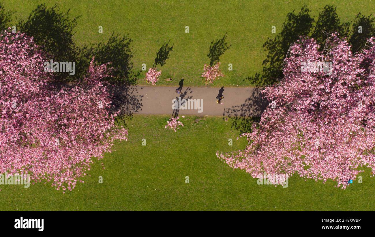 Scenes from Edinburgh's Meadows of which its cherry blossoms are in ...