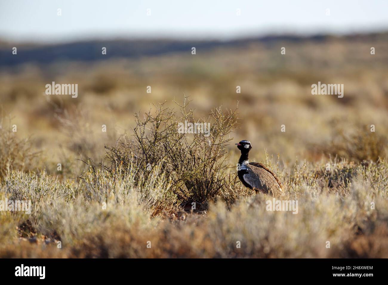 White quilled Bustard in scrubland habitat in Kgalagadi transfrontier ...