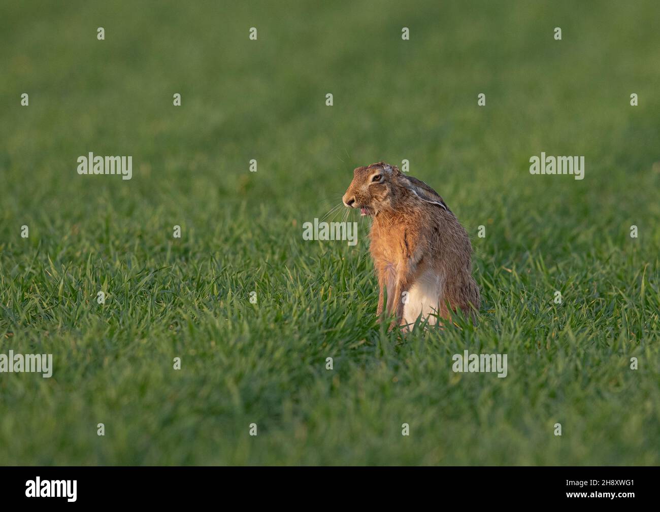 Exhausted hare hi-res stock photography and images - Alamy