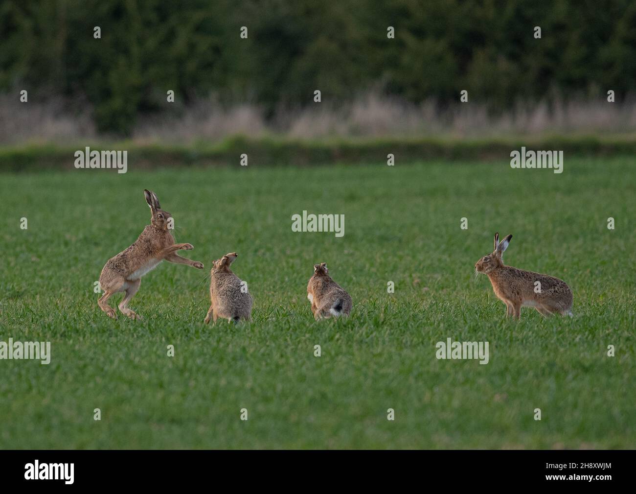 Four Brown Hares exhibiting courtship behaviour as a prelude to boxing ...