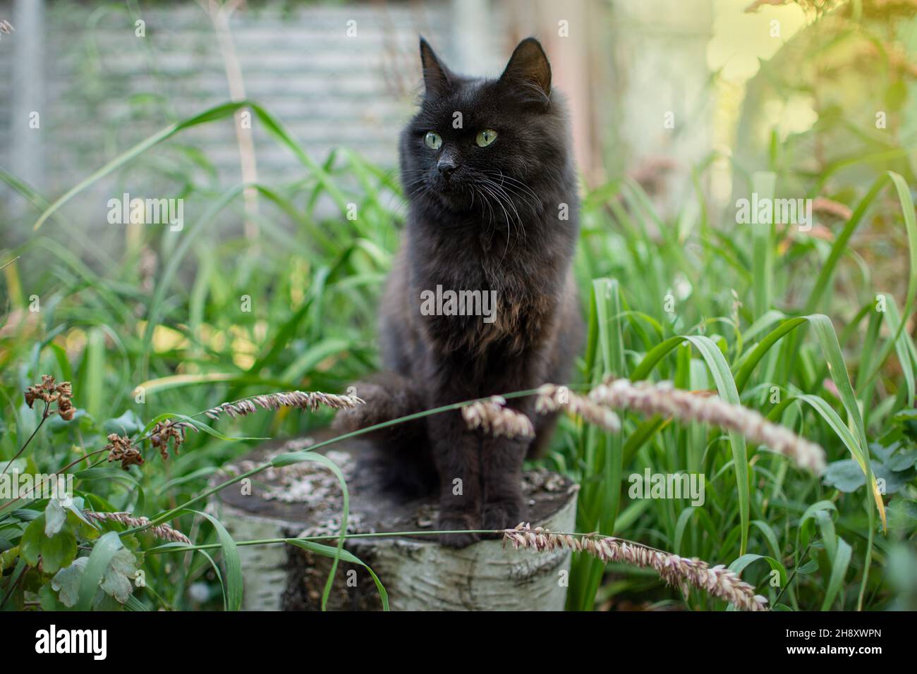 Black cat between flowers in spring. Portrait of happy young cat in ...