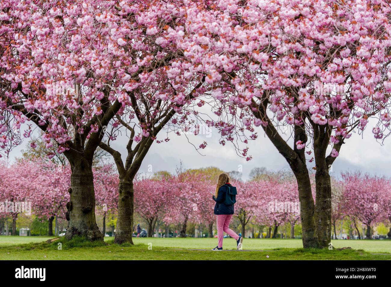 Scenes from Edinburgh's Meadows of which its cherry blossoms are in ...