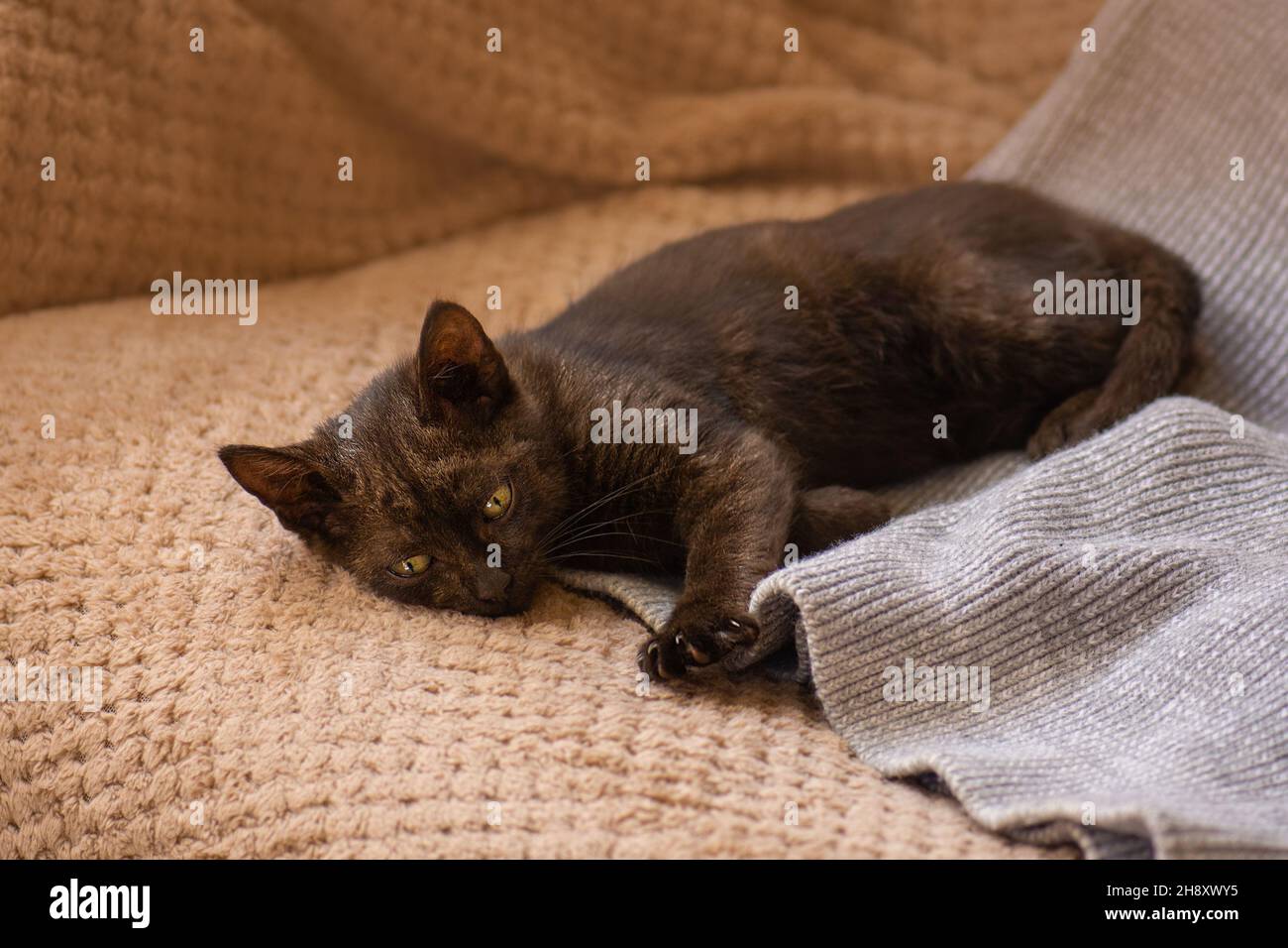 Home pet napping. Perfect rest and relaxation concept Stock Photo - Alamy