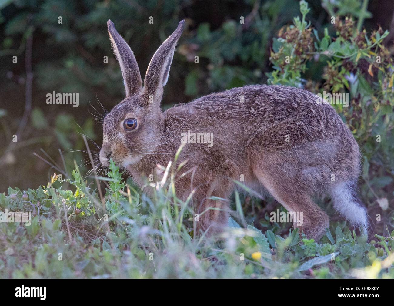 A young Brown Hare (Lepus europaeus) leveret foraging in an ...