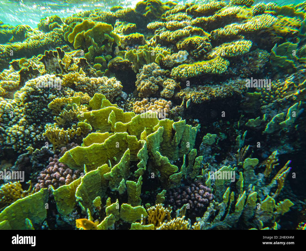 red sea corals closeup sharm el sheikh Stock Photo - Alamy