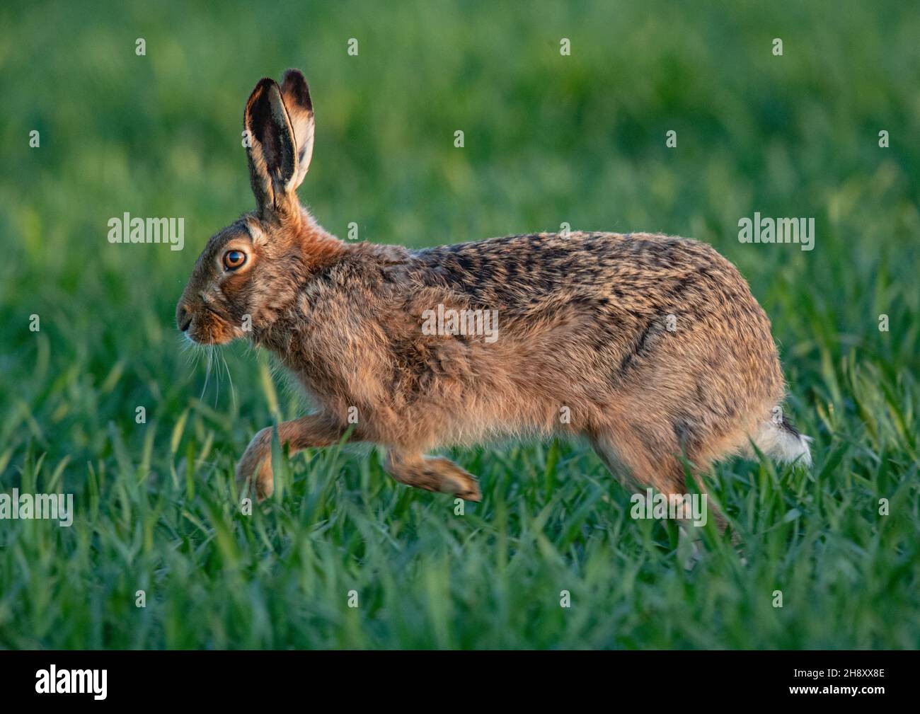 Light colour legs hi-res stock photography and images - Alamy