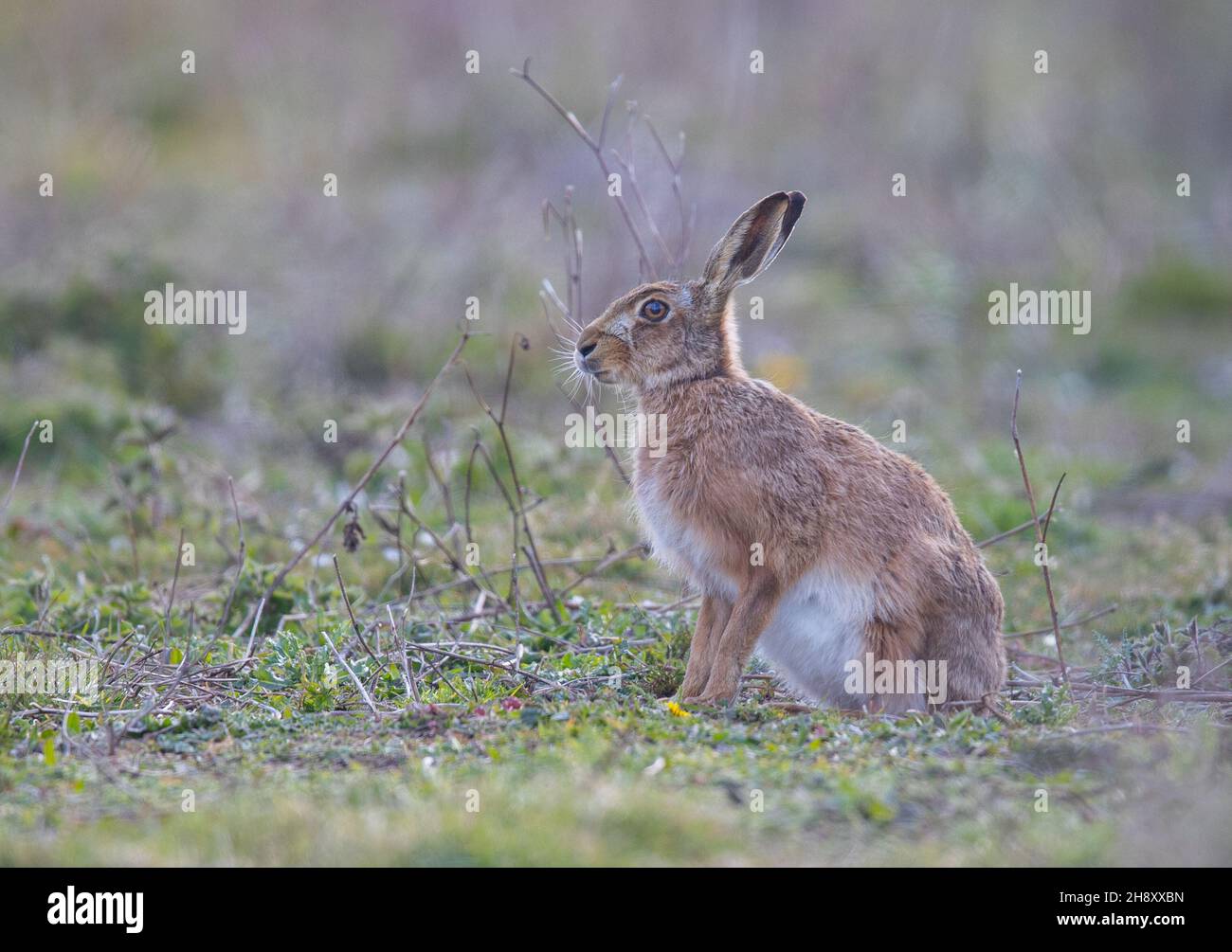 A fluffy female Brown Hare (Lepus europaeus) showing a sofy white furry ...