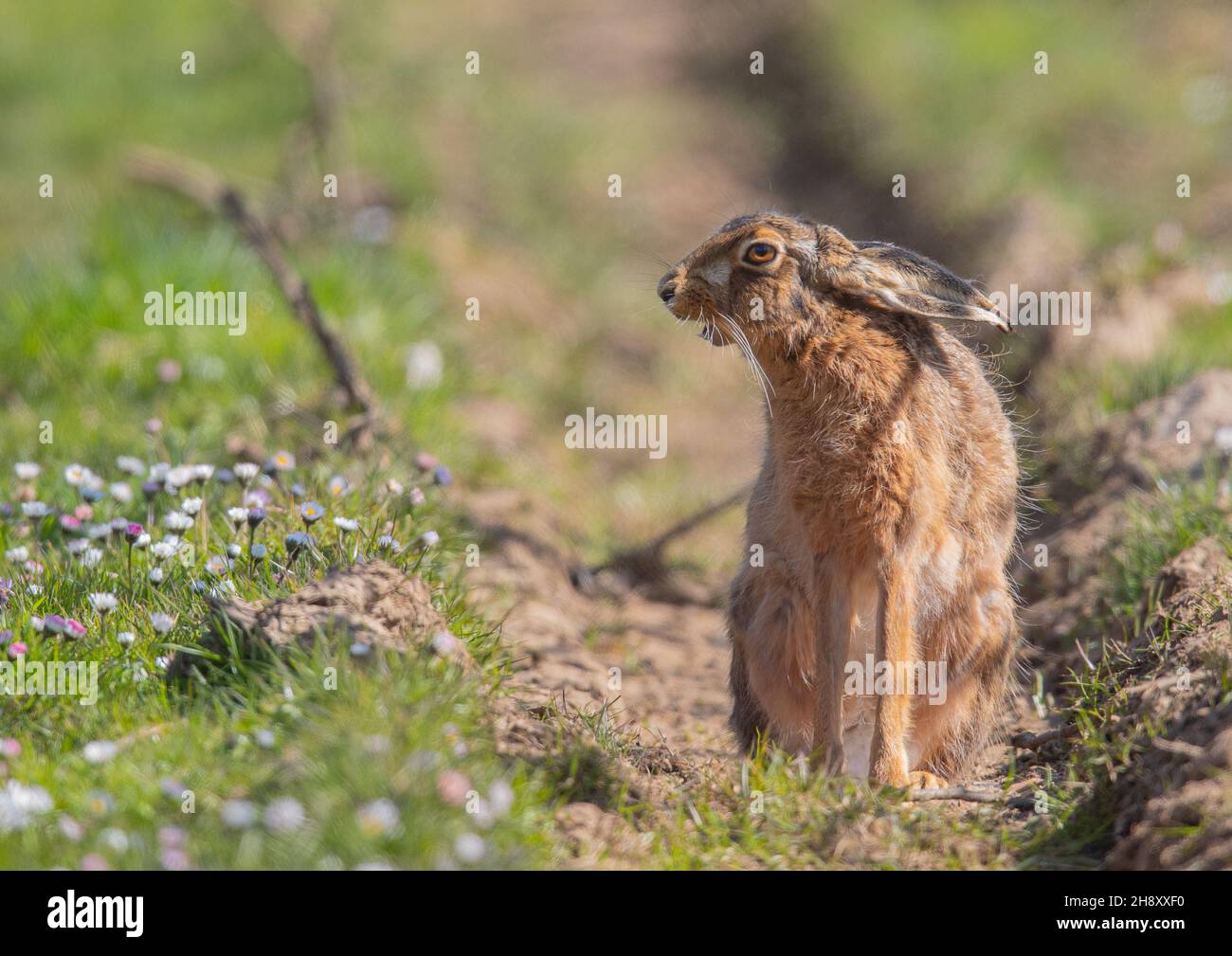 Strange face hi-res stock photography and images - Alamy