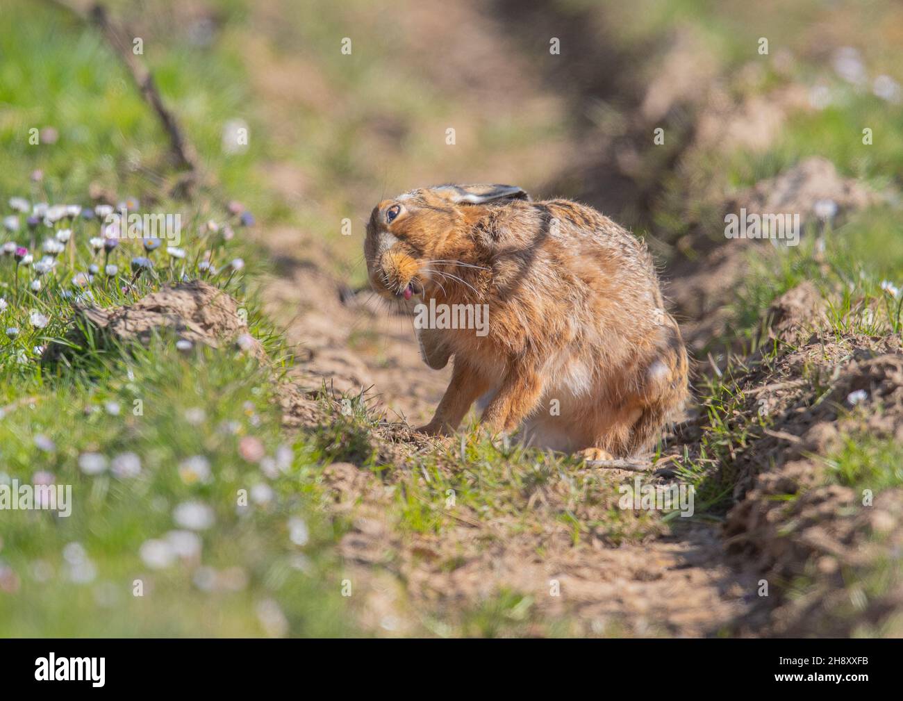 Brown Hare Lepus Europaeus Washing High Resolution Stock Photography ...