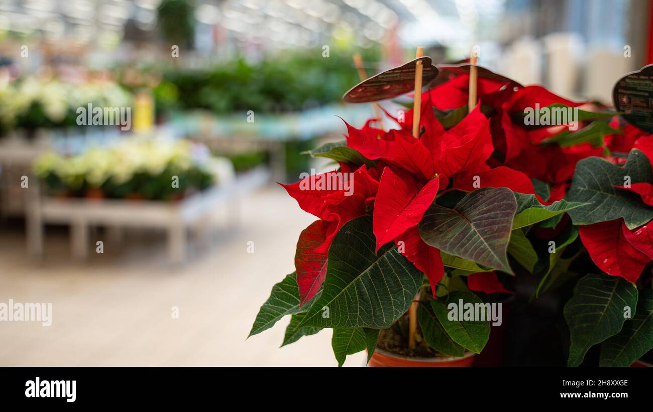 Buying pointensia flowers in a flower shop Stock Photo - Alamy
