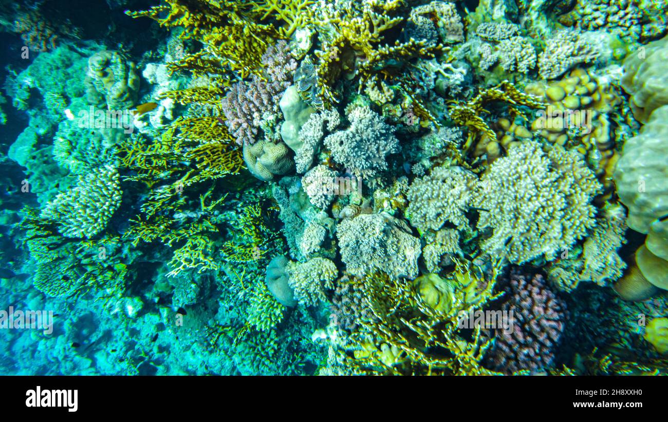 corals underwater. egypt underwater life of the red sea Stock Photo - Alamy