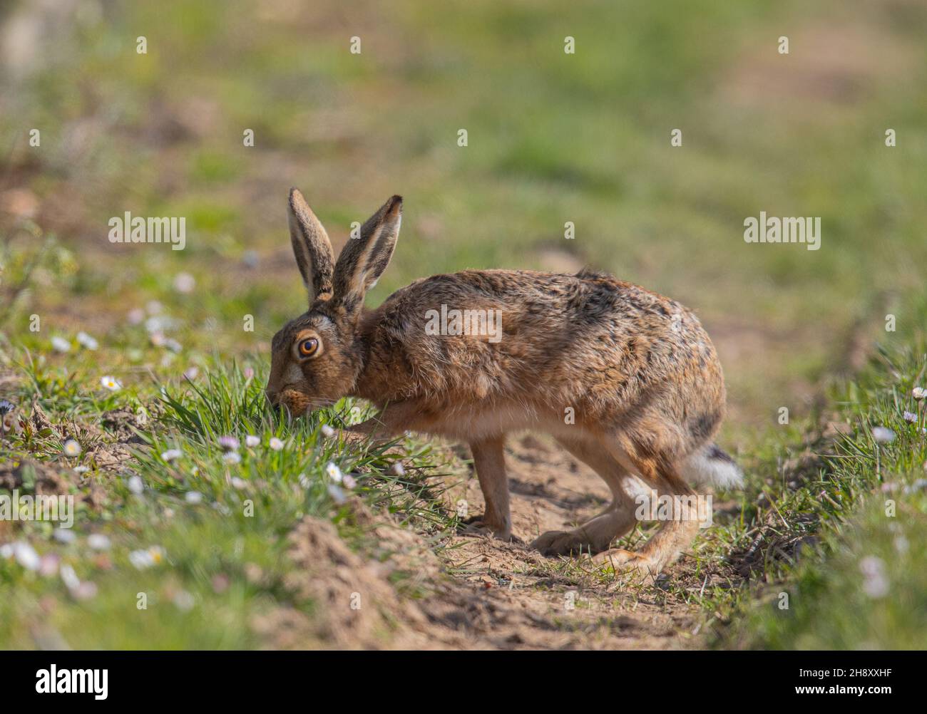 A wild Brown Hare (Lepus europaeus) grazing on the tractor wheel ruts ...
