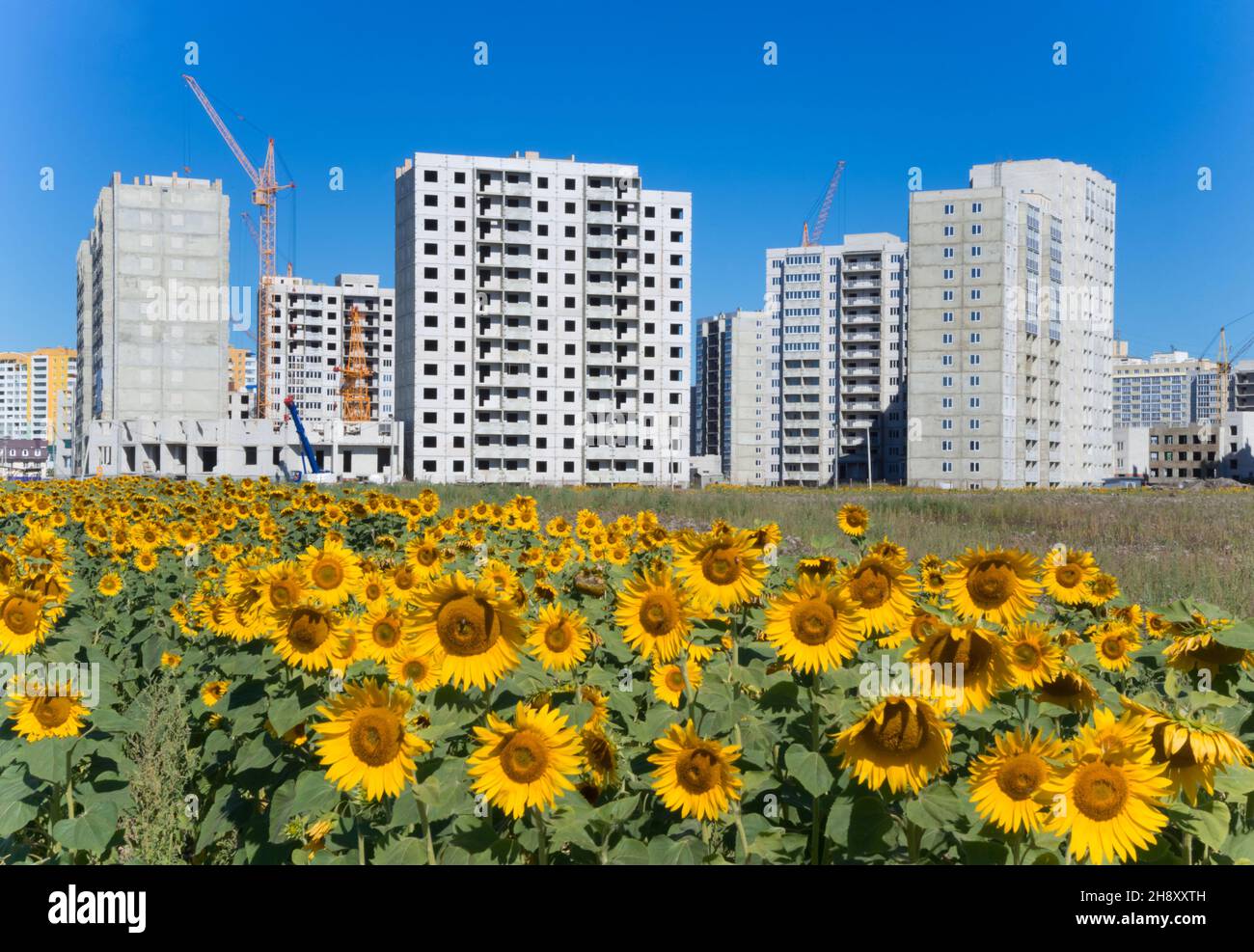 Sunflowers booming in front of a new buildings Stock Photo - Alamy