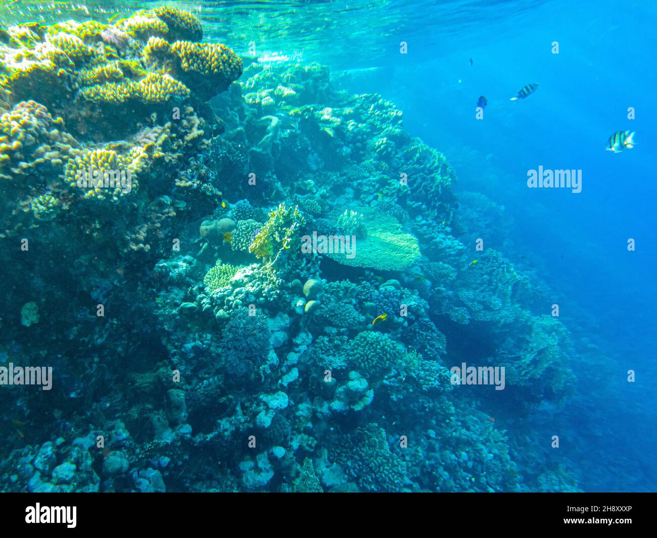 corals underwater. egypt underwater life of the red sea Stock Photo - Alamy