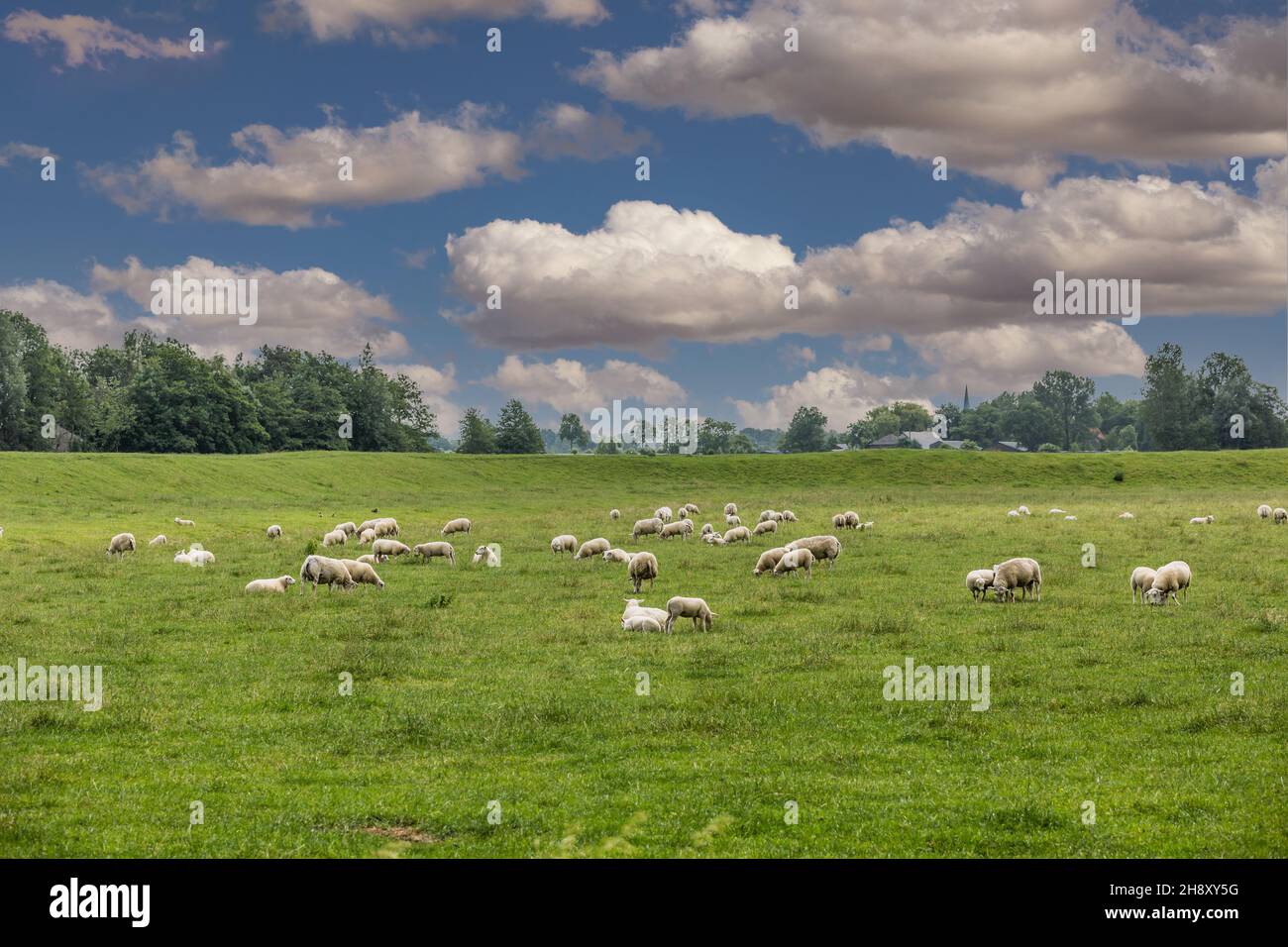 Dutch ascended green polder landscape between Ter Aar and Alphen aan ...