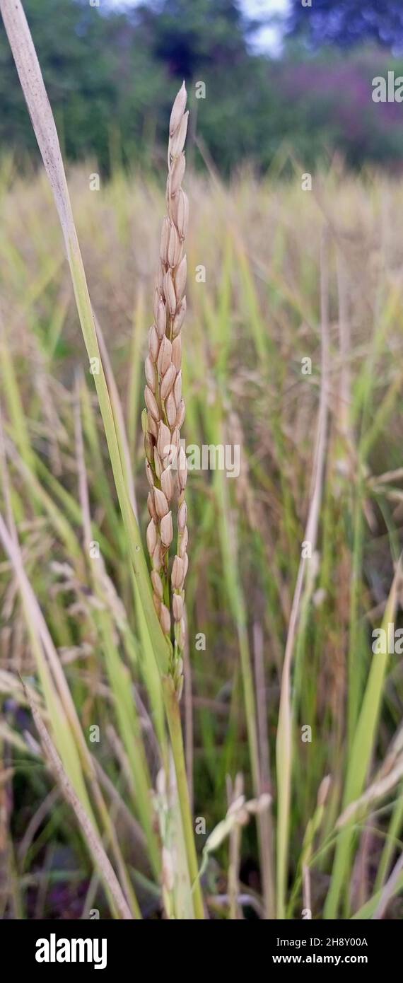 Closeup of wheat growing in a field Stock Photo - Alamy