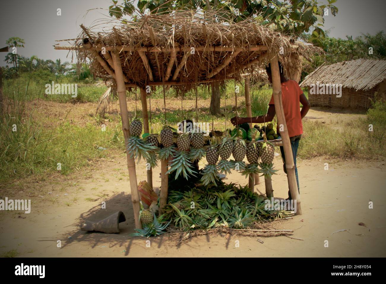 Pineapple is a widespread crop in the northeastern part of the DRC. On ...