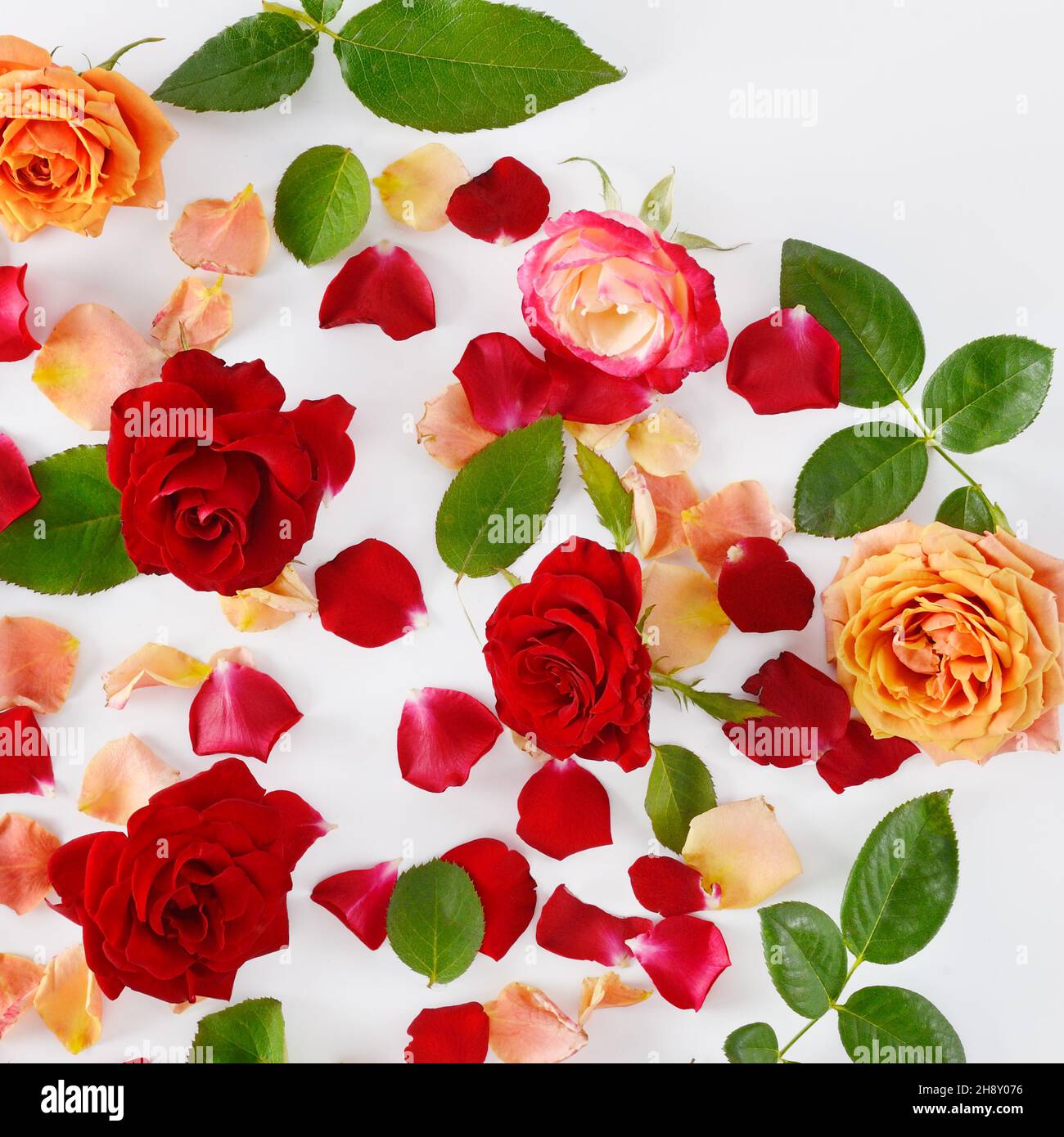 Flowers composition. Red roses on a white wooden background. Flat lay ...