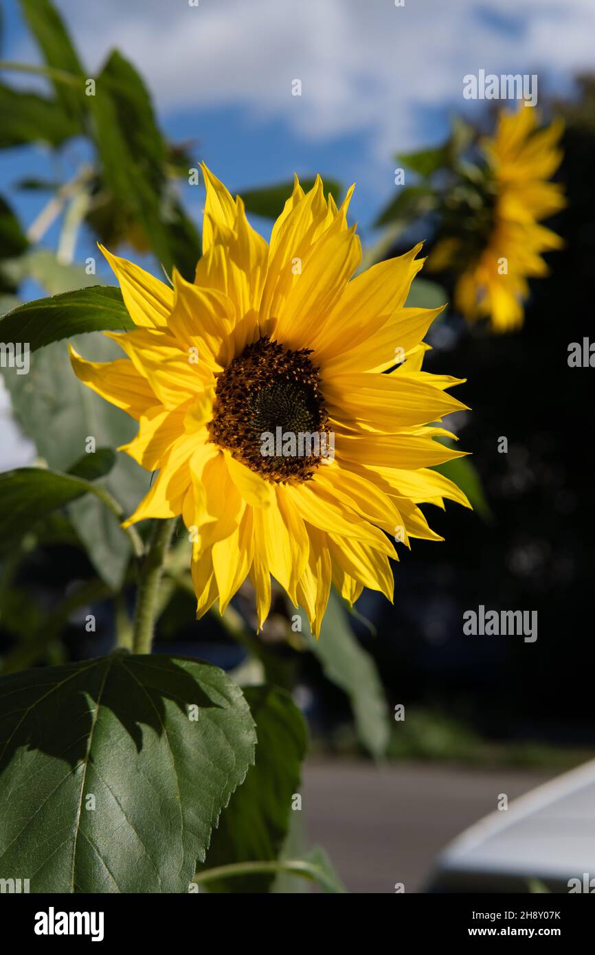 Closeup of a sunflower on a blurred background Stock Photo - Alamy