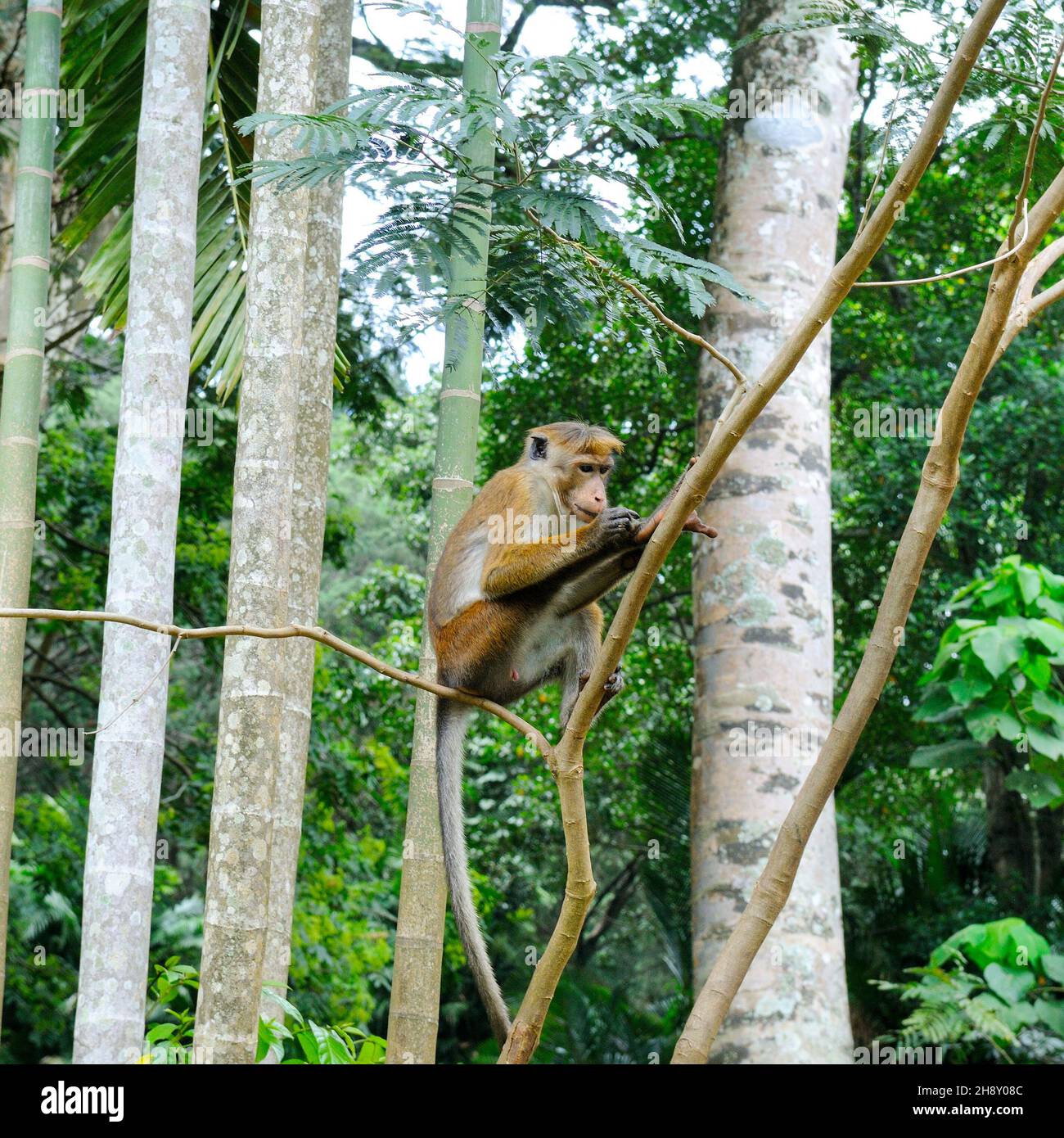 A funny monkey sits on a tree branch in a natural jungle. Sri Lanka ...