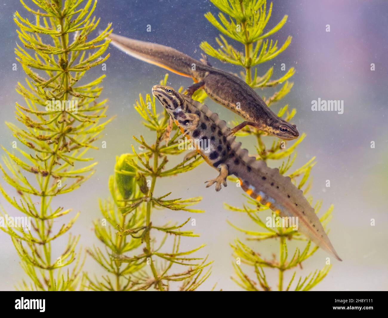 Common newt (Lissotriton vulgaris) pair male and female aquatic animal ...