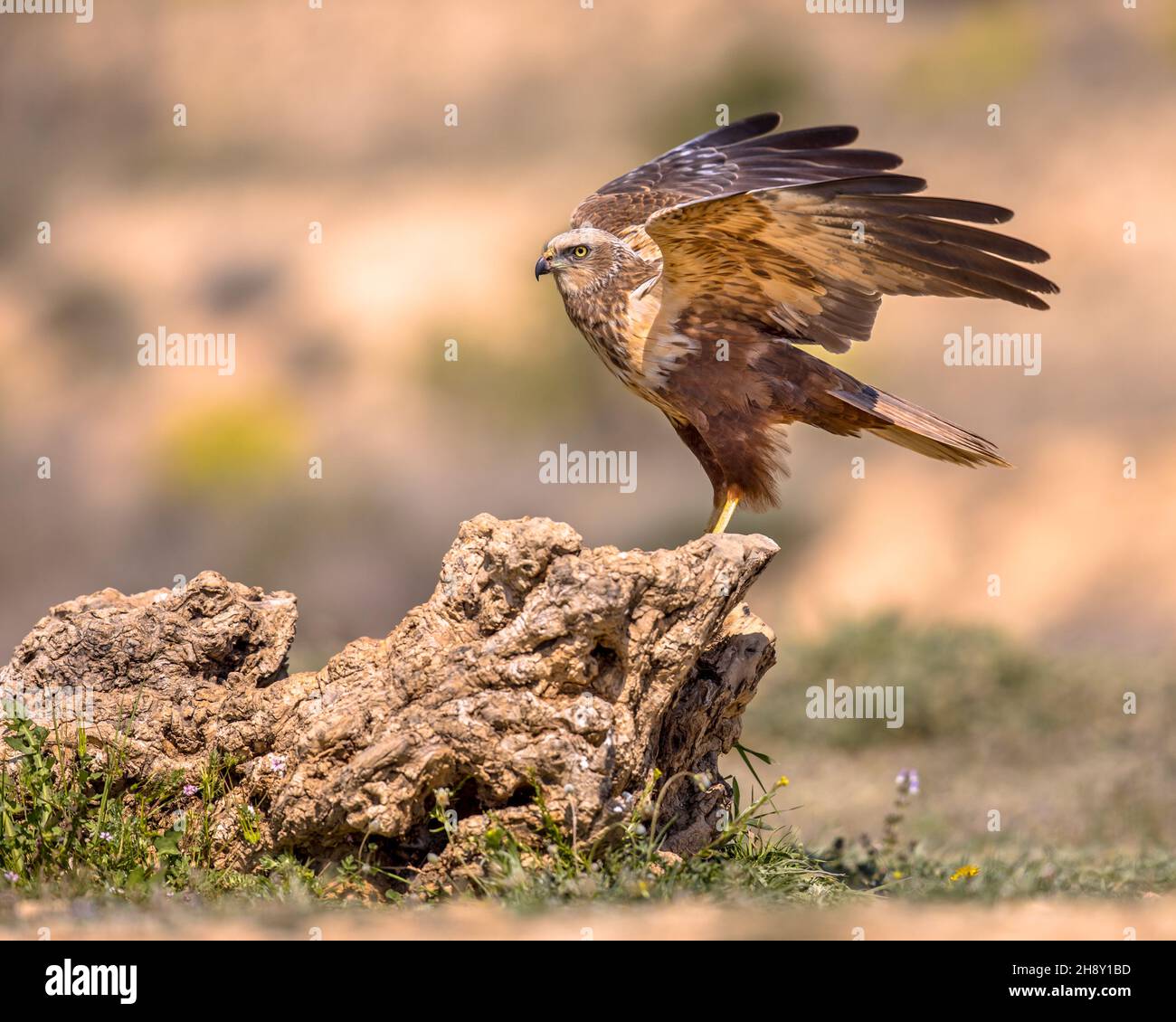Marsh harrier (Circus aeruginosus) male juvenile raptor on log in ...