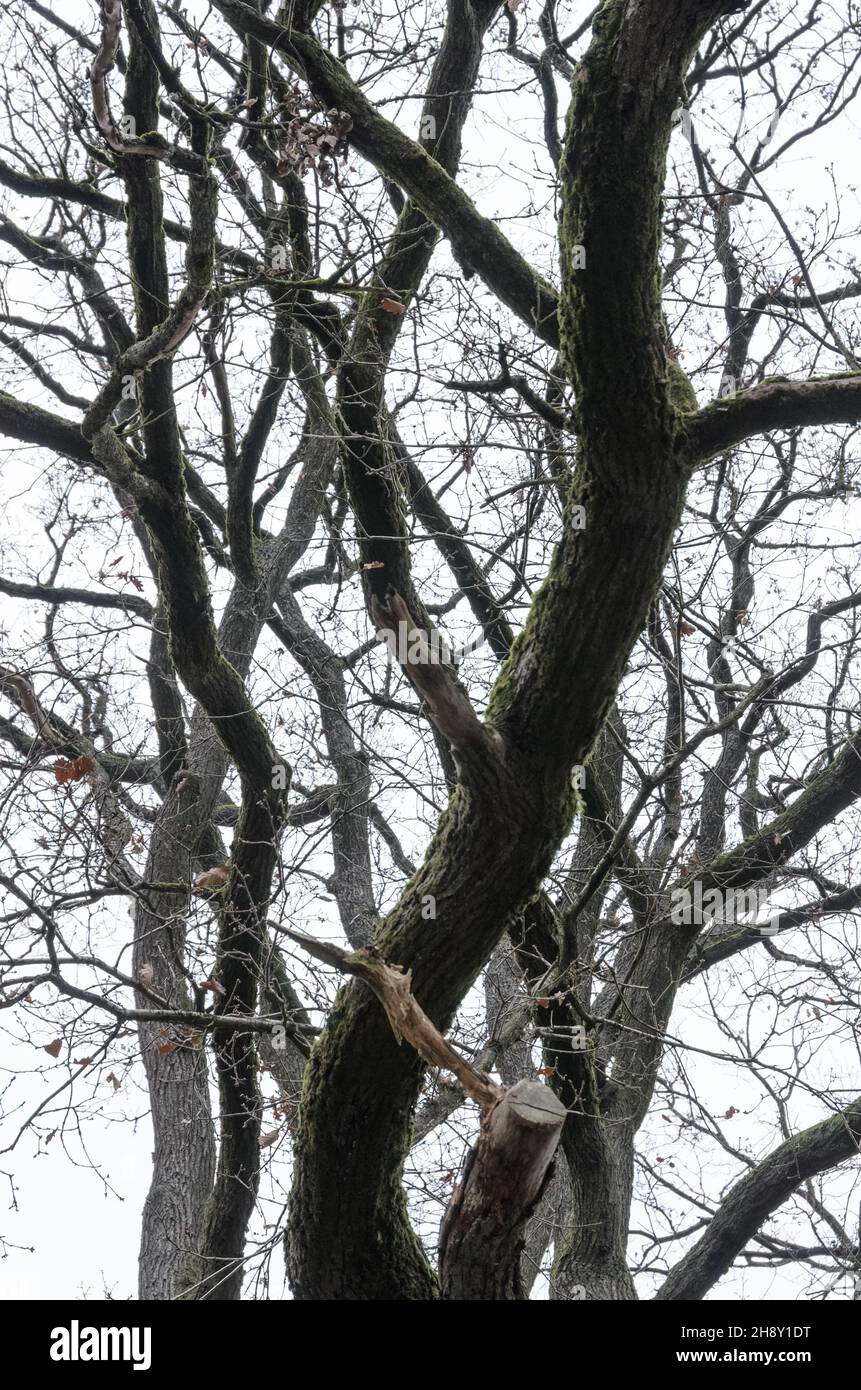 Oak tree without leaves hi-res stock photography and images - Alamy